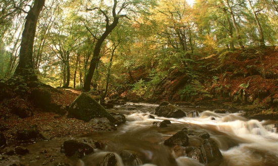 Birks Of Aberfeldy, Nr Aberfeldy – Forests & Woodlands | VisitScotland