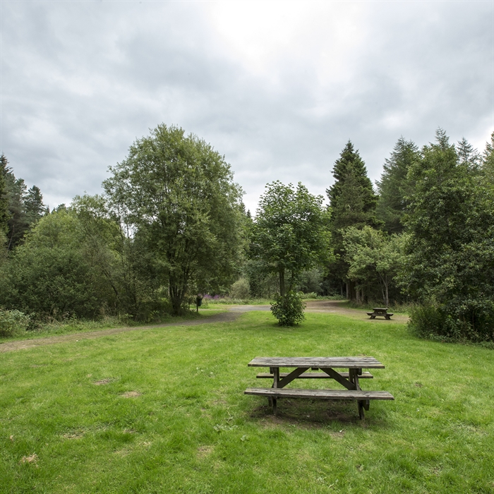 Craik Forest, Near Roberton – Forests & Woodlands | VisitScotland