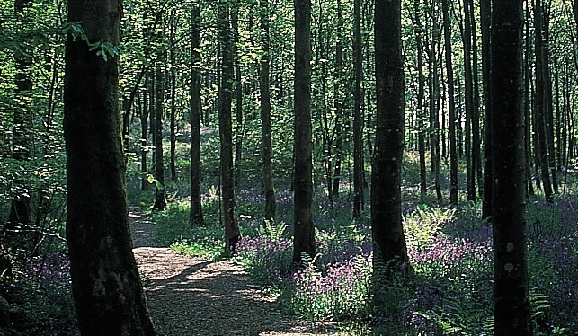 Kilsture Forest Walks, Wigtown – Forests & Woodlands | VisitScotland