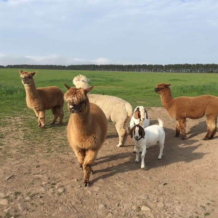Newton Farm Holidays (Farm Tours & Alpaca Experience), Forfar – Working ...
