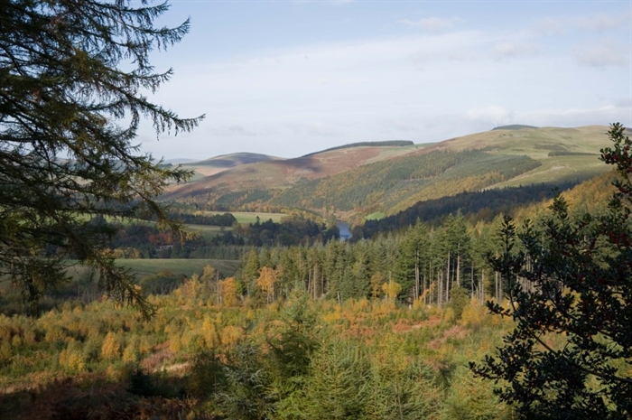 Yair Forest, Near Selkirk – Forests & Woodlands | VisitScotland
