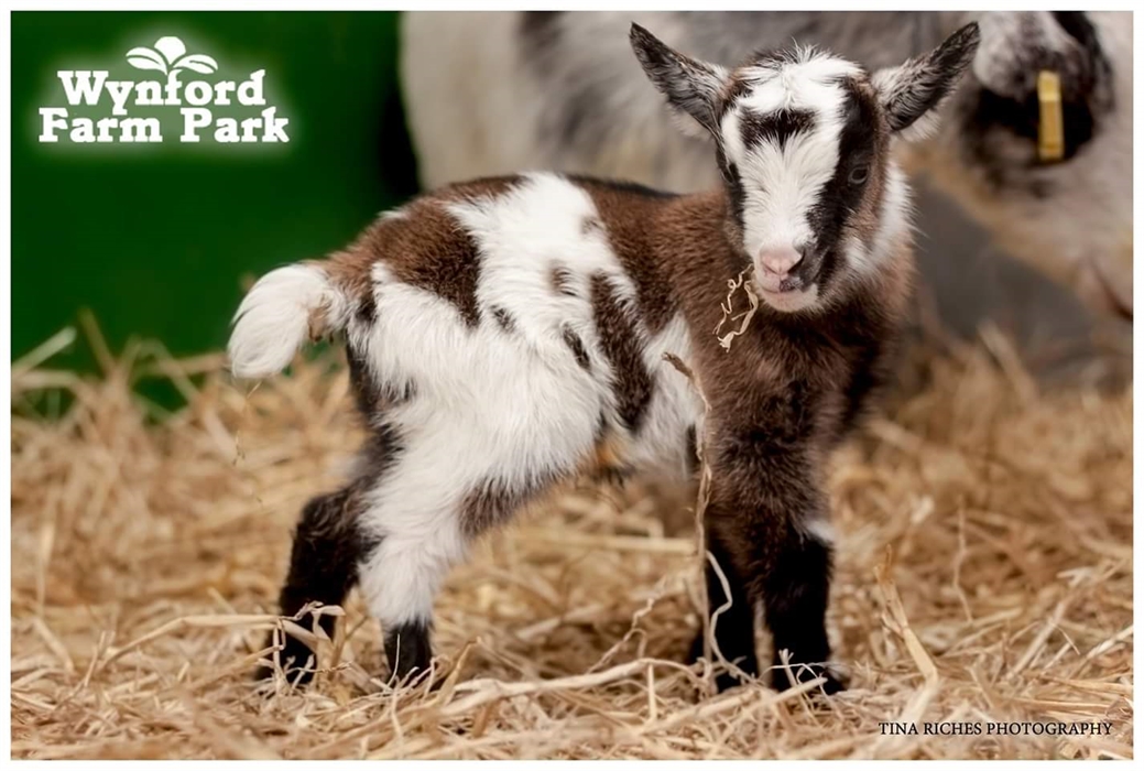 Wynford Farm Park, Kingswells – Other Activities | VisitScotland